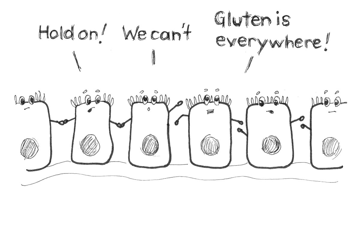 Gluten, the Gut-barrier Bridge, Lectins and Immune System Signs - SJ ...